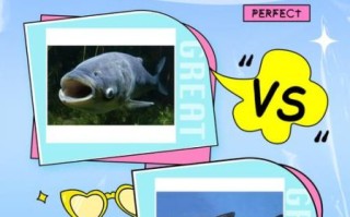 花鲢和胖头鱼一样吗_花鲢胖头鱼区别