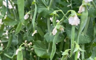 豌豆荚破解版下载_豌豆荚破解版安全吗