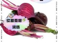 长期吃甜菜根有什么好处_甜菜根能天天吃吗