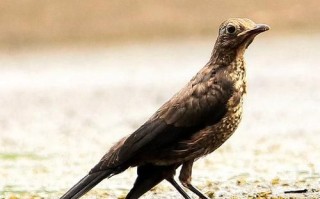 乌鸫科技是做什么的_乌鸫科技怎么样