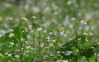 野花视频在线观看免费观看8_野花视频如何安全使用 野花视频在线观看免费观看8_野花视频如何安全使用