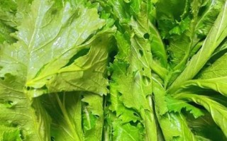 腌雪里蕻怎么腌好吃_腌雪里蕻不放盐可以吗