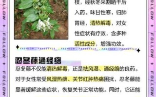 忍冬藤的功效与作用_忍冬藤主治什么病