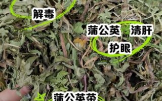 婆婆丁茶的功效与作用_婆婆丁茶能天天喝吗
