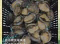 鲍鱼冷冻保存方法_鲍鱼冷冻能放多久