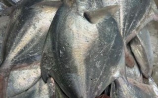 大鲳鱼多少钱一斤_大鲳鱼价格为什么差距大