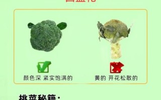 蔬菜种类有哪些_如何挑选新鲜蔬菜