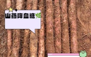 铁棍山药的功效与禁忌_什么人不能吃