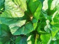 冬寒菜图片大全_冬寒菜长什么样