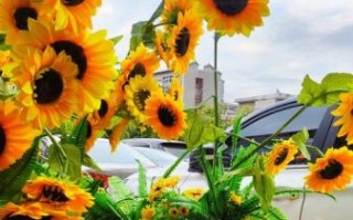 向日葵视频免费下载_怎么安装到手机