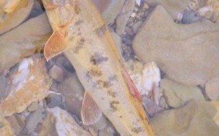 青海湟鱼多少钱一斤2018_湟鱼价格行情