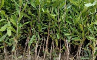 腰果树苗怎么种_腰果树苗价格多少钱一棵