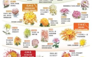 菊花品种大全_菊花种类图片及名称