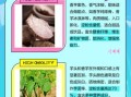 香芋怎么挑选_香芋和芋头区别