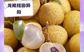 龙眼和桂圆一样吗_区别与功效
