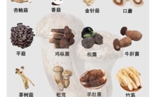 菌菇类有哪些_常见食用菌品种大全 菌菇类有哪些_常见食用菌品种大全