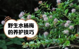 草本水杨梅长什么样_水杨梅和草本水杨梅区别