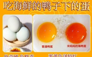 海鸭蛋是什么_海鸭蛋和普通鸭蛋区别
