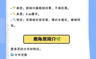 鹿角菜和石花菜的区别_哪个更适合凉拌