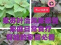 紫苏叶的功效与作用_紫苏叶主治哪些病