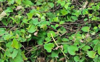 鱼腥草图片及功效与作用_鱼腥草怎么吃效果最好