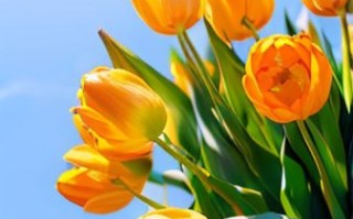 郁金图片怎么拍_郁金花高清壁纸下载