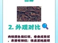 肉桂和桂皮的区别是什么_哪个更适合炖肉