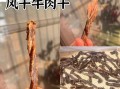 风干牛肉干怎么做_风干牛肉干保存多久
