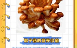 滑菇宝石是什么_滑菇宝石怎么种植