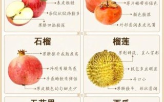 100种水果图片大全_如何快速识别