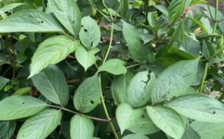 接骨木的功效与作用_接骨木怎么用效果最好