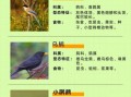 鸟类大全名称_如何快速识别常见鸟种