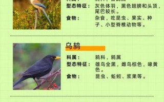 鸟类大全名称_如何快速识别常见鸟种