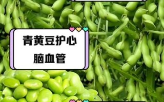 新鲜青豆的营养价值_青豆的功效与作用