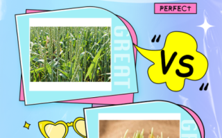 大麦和麦芽有什么区别_大麦麦芽哪个营养更高