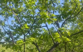 锥栗树长什么样_锥栗树图片怎么辨认