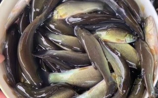 丁桂鱼养殖成本多少钱一斤_丁桂鱼养殖成本明细