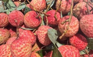 白糖罂荔枝产地_白糖罂荔枝多少钱一斤