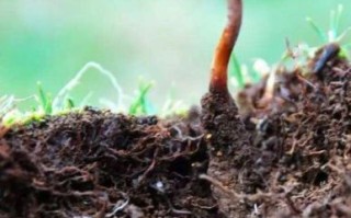 冬虫夏草生长过程_野生冬虫夏草图片真实