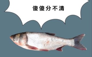 鲢鱼图片大全大图_如何区分花鲢与白鲢