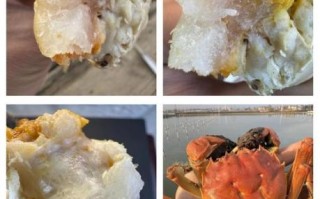 大闸蟹公蟹的膏是什么_公蟹膏高清图怎么看