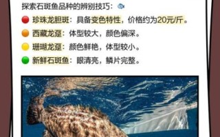 野生石斑鱼多少钱一斤_野生石斑鱼价格表