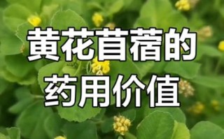 黄花苜蓿可以食用吗_黄花苜蓿怎么吃