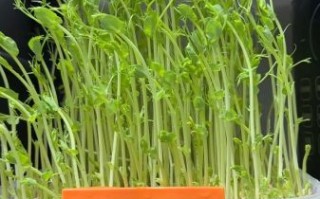 豌豆芽苗菜怎么种_豌豆芽苗菜种植方法
