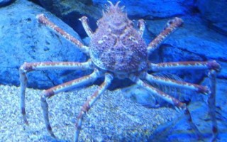 蜘蛛蟹长什么样_蜘蛛蟹有毒吗