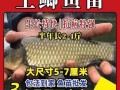 鲫鱼苗多少钱一斤_鲫鱼苗价格行情