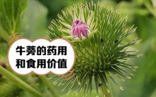 牛蒡根长什么样_如何辨别真假牛蒡根