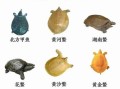 甲鱼图片高清_甲鱼图片大全哪里找