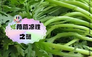 茼蒿是凉性还是热性_孕妇能吃吗