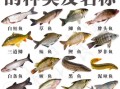 鱼的图片大全及名字_常见淡水鱼种类有哪些